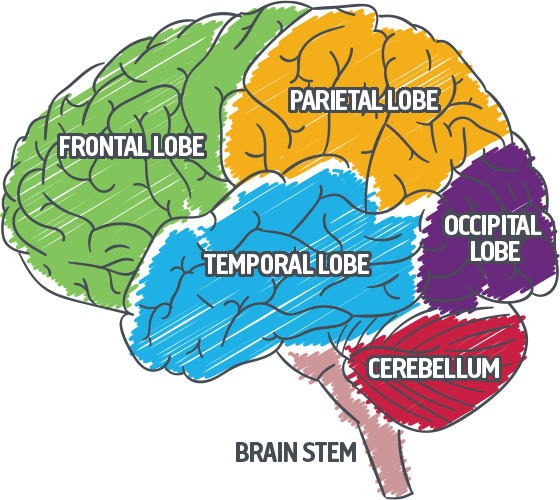 What does your brain do? - Acquired Brain Injury Ireland